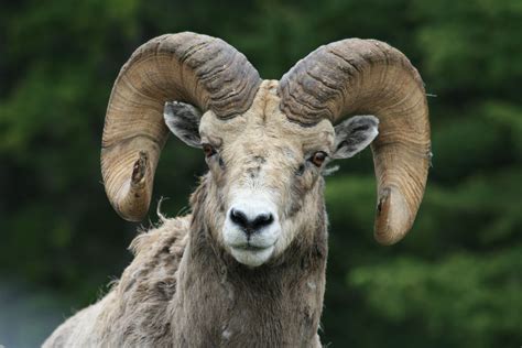 Horns With Goats At Charlotte Thrower Blog