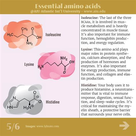 Essential Amino Acids Keys To Optimal Health Atlantic International