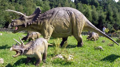 Triceratops Tu Web Especializada En Dinosaurios