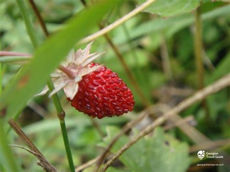 მთის რაჭა Georgian Travel Guide