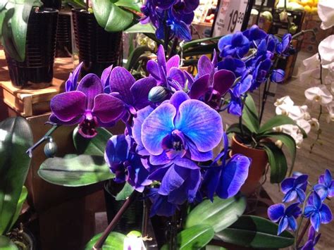 Black Sapphire Orchid Purple Blue And Pink Flower Plant