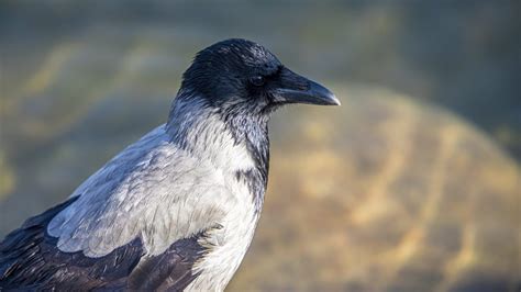 Donna Aggredita Da Una Cornacchia Alleur Finisce Al Pronto Soccorso E Denuncia Il Comune Di Roma