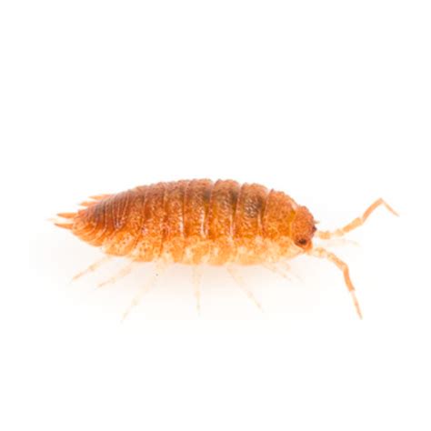 Pet Isopods Next Day Uk Delivery Bug Pets Ltd Ltd