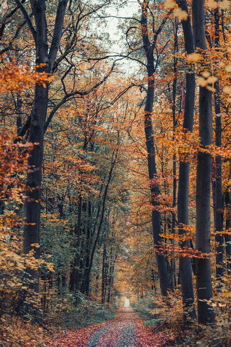 Iphone Forest Autumn Wallpapers Wallpaper Cave