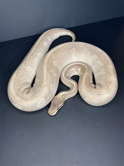 Purple Passion Ball Python By Extraordinary Exotics Llc Morphmarket