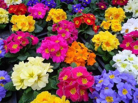 Hoa Anh Thảo Ý Nghĩa Và Những Câu Chuyện Huyền Thoại Về Hoa Anh Thảo