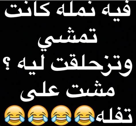 نكت سامجه 2025 كلمات اغاني