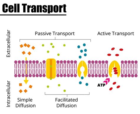 Premium Vector Passive Vs Active Cell Transport Vector Illustration