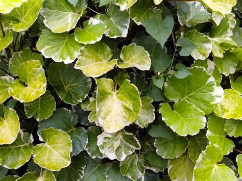 Polyscias Filicifolia Polyscias Filicifolia Piante Da Interno