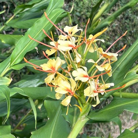 10 17ジンジャー・チャクチリソバ・ミコシグサ Santa Baabaのブログ