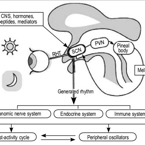 The Clock Gene Feedback Loop In The Scn Of Mammals Adapted From Bunney