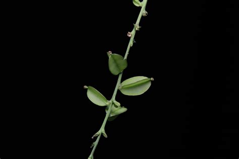 Dioscorea Composita Hemsl Plants Of The World Online Kew Science