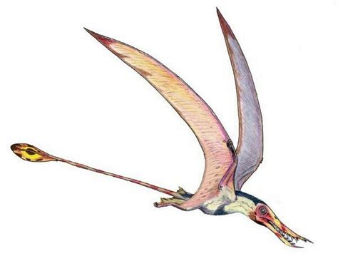 525 Pterosaur Rhamphorhynchus Skull From Solnhofen 105216 For