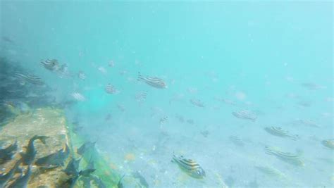 Gomati Bilder Durchsuchen 60 Archivfotos Vektorgrafiken Und Videos Adobe Stock