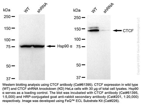 Kd Validated Anti Ctcf Rabbit Monoclonal Ab61395 Genuin Biotech