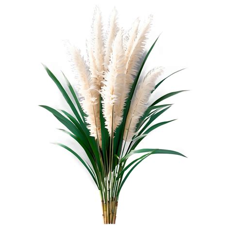 Pampas Grass Png Images 100