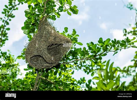 Bird Nest With Fake Entrance At Steven Hines Blog