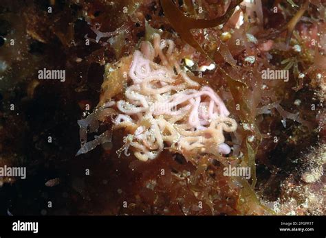 Sea Hare Aplysia Punctata Eggs Dorset England United Kingdom Stock