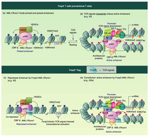 Decoding Foxp3s Code Masahiro Ono