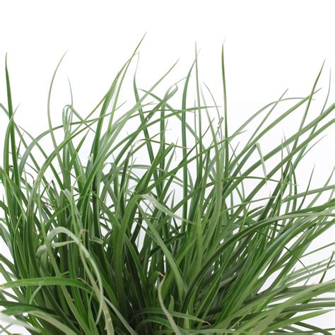 Cyperus Glaber Abby M 15