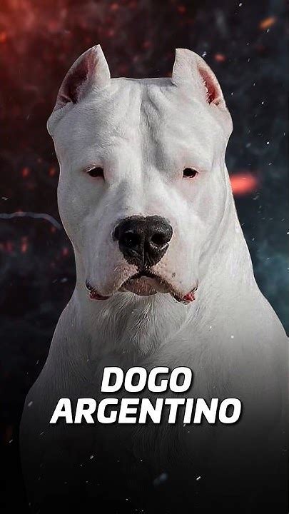 سگ ممنوعه🔥داگو آرژانتینو Youtube