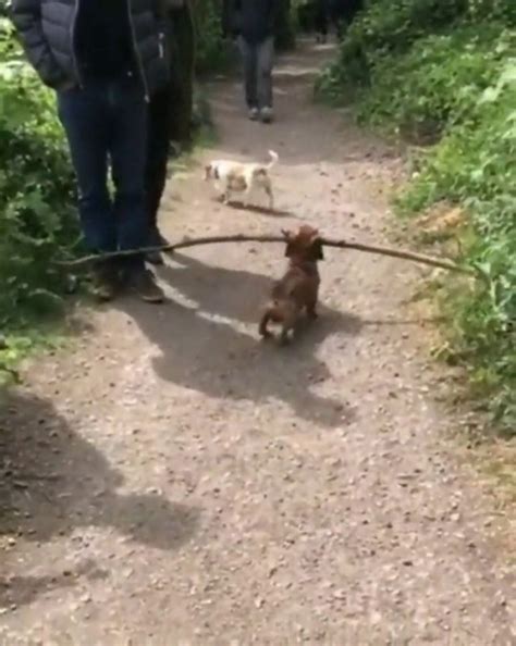 Big Stick Boii Tumbex