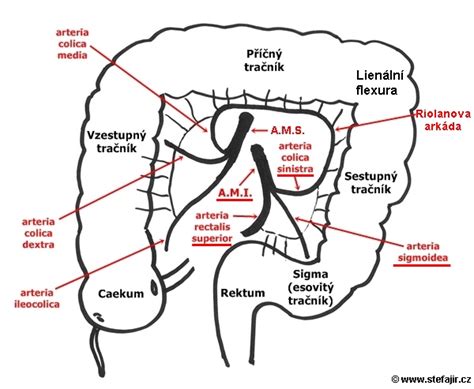 Veia Mesenterica Inferior