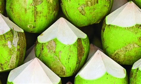 Composition Coconut Handbook