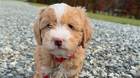 Common Cavapoo Behavior Problems And How To Fix Them
