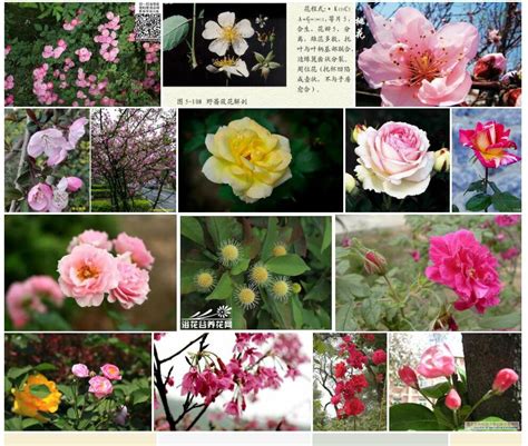 蔷薇科 Rosaceae 拉丁名学名属名科名植物生活型图片