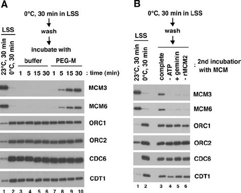 The Orc Cdc6 Cdt1 Complex Formed On Plasmid Beads Is Capable Of Loading Download Scientific