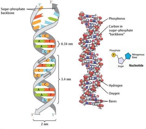 Nitrogen Base In Dna