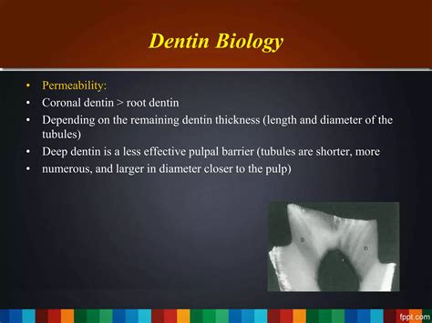 Enamel And Dentin Biology Ppt