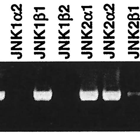 Rt Pcr Of Jnk Isoforms In Thp 1 Cells Thp 1 Cells Were Differentiated