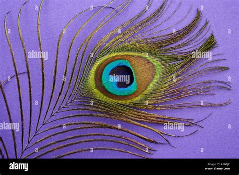 Purple Peacock Feathers Background