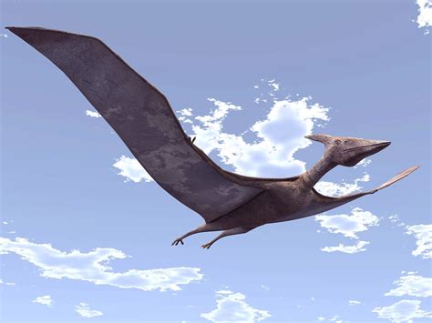 Pteranodon 3d Max