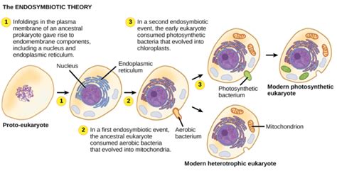 Cell Compartmentalization Definition Types Origins Importance Advantages Biology Notes