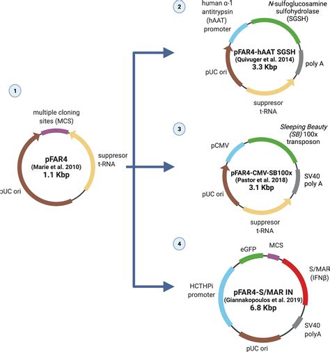 Advances In The Development And The Applications Of Nonviral Episomal
