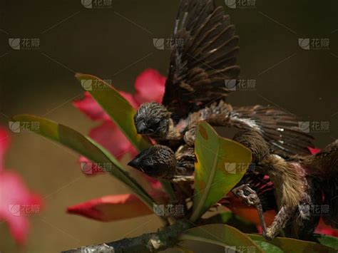 麻雀坐在树枝上素材 花瓣网
