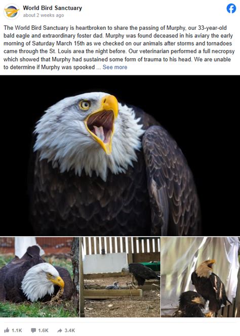 Murphy The Bald Eagle A Beloved Foster Dads Legacy Fodsy