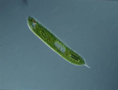 Algae Microorganisms