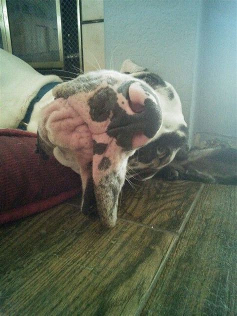 Norman The Great Dane