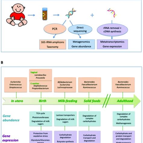 A Dna And Rna Based Omic Approaches Employed For The Characterization Download Scientific