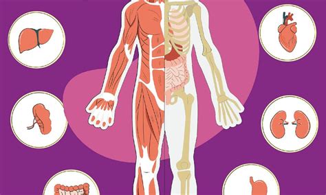 Online Course Fundamental Human Physiology In Sports Medicine From The