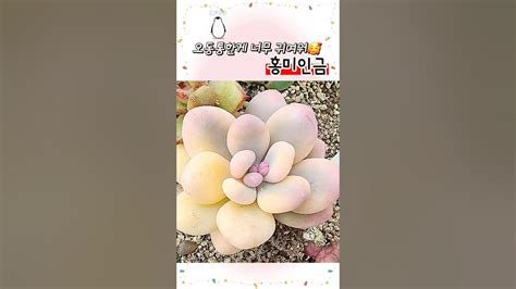 홍미인금 파키피텀 다육이 다육식물 다육 다육이라이브 Succulent Plants 실내식물 인기다육 예쁜다육 희귀다육 초보다육이 입문다육 물든다육