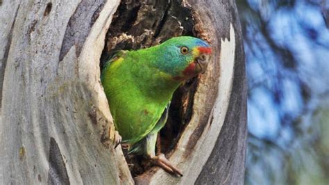 Swift Action To Aid Parrot The Mercury