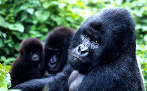 Mountain Gorilla Population Grows Wwf
