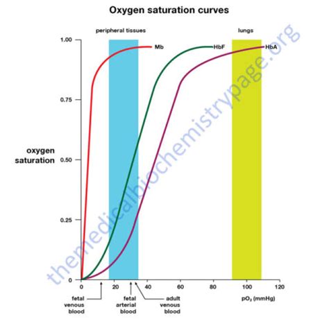 Hemoglobin And Myoglobin The Medical Biochemistry Page