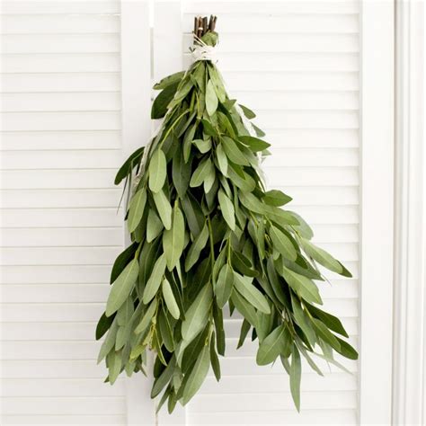 Fresh Cut Bay Leaf Herb Greens 8 10 Stems Bunch For Arrangement