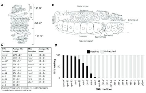 Depletion Of 19s Rp Subunits Of The 26s Proteasome In C Elegans Download Scientific Diagram